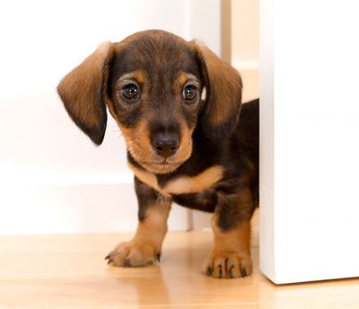 So You're Getting a Pup, Part 3 - Socialising Your Puppy Versus Puppy ...
