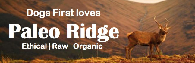 Hyperactive Dog, The Role of Nutrition- Dogs First Raw Dog Food