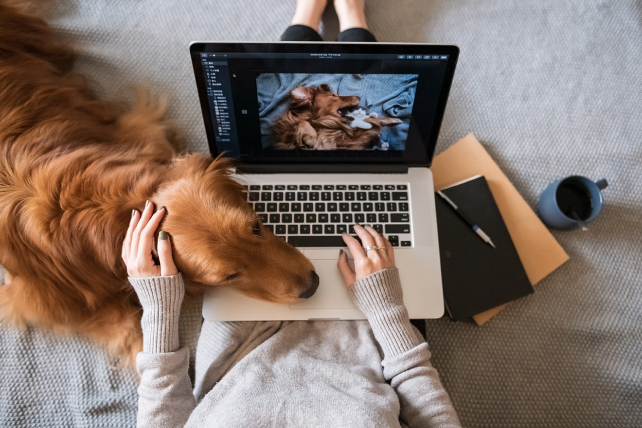 Everything you need to know about fasting in dogs - Dogs First
