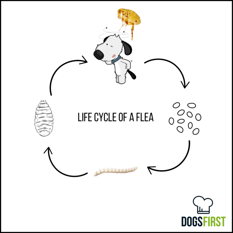 Fleas On Dogs: A Complete Guideline - Dogs First