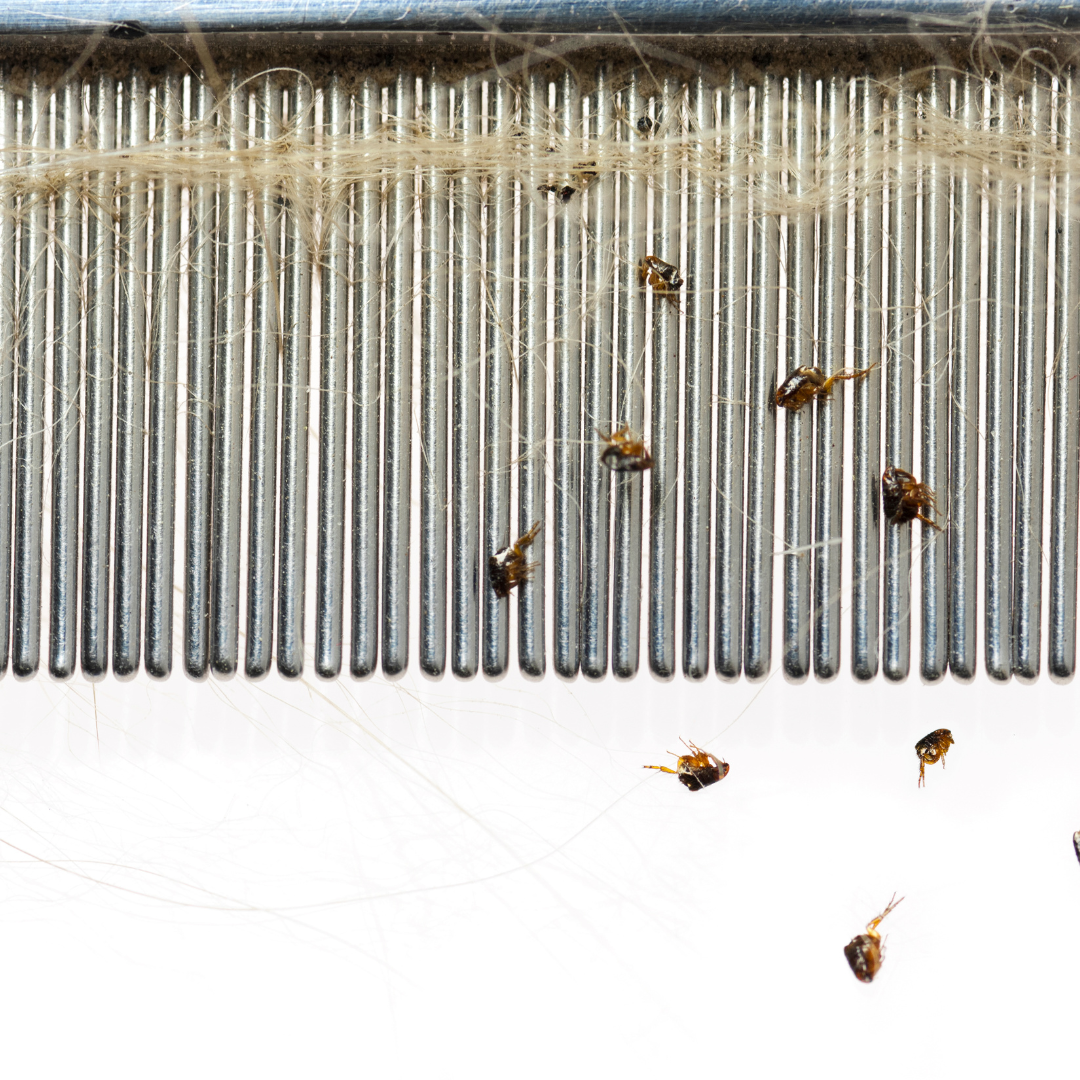 Fleas On Dogs: The Top 10 Questions Itching To Be Answered